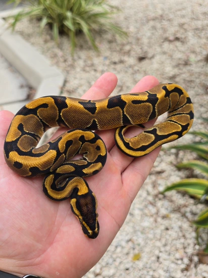 Enchi Ball Python by Morph Jungle