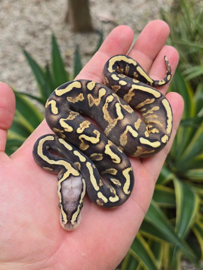 Pastel Super GHI Enchi YB Het Pied Ball Python by Morph Jungle