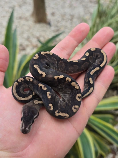 GHI Cinnamon (Black Head) Het Sunset Ball Python by Morph Jungle
