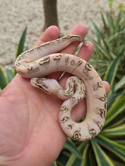 Pastel GHI HGW Enchi Super Gravel Ball Python by Morph Jungle