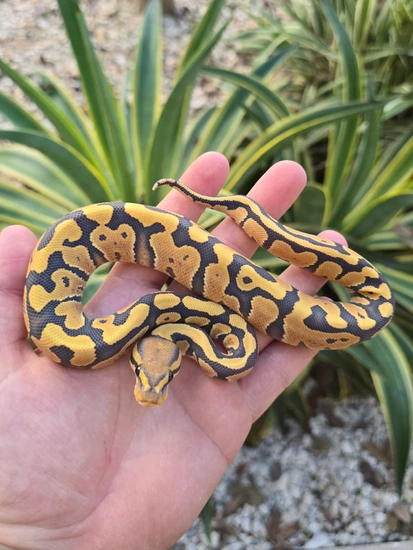 Hypo DG Het Clown Ball Python by Morph Jungle