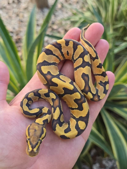 Enchi Hypo DH DG Clown Ball Python by Morph Jungle