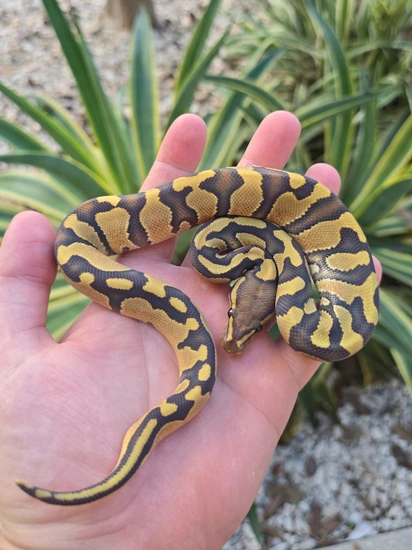Enchi Chocolate Hypo DH DG Clown Ball Python by Morph Jungle
