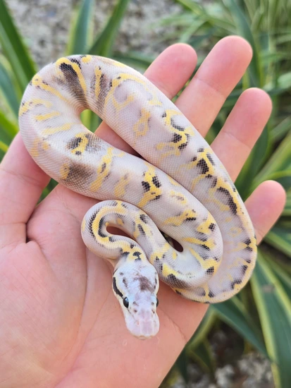 Pastel Vanilla Super Gravel Paradox Pos Het Rainbow Ball Python by ...