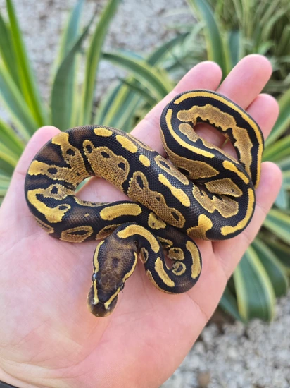 Fire TH Sunset Ultramel Pied Ball Python by Morph Jungle