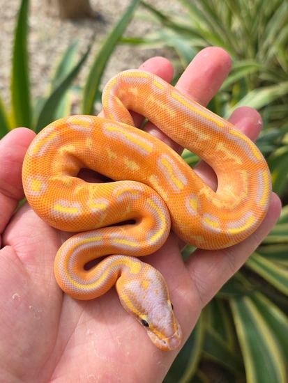 Banana OD Super Asphalt Ball Python by Morph Jungle