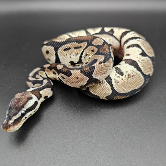 Female TSK Axanthic Pos Cet Clown Ball Python by Morph Kings