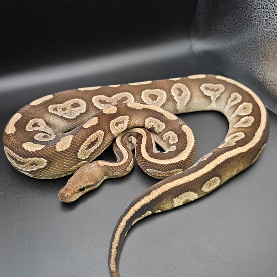 Mahogany, Mojave Breeder Male Ball Python by Morph Kings
