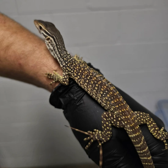 V. Flavirufus (Australian Sand Monitor) Animal ID: MM-1 Other Monitor ...