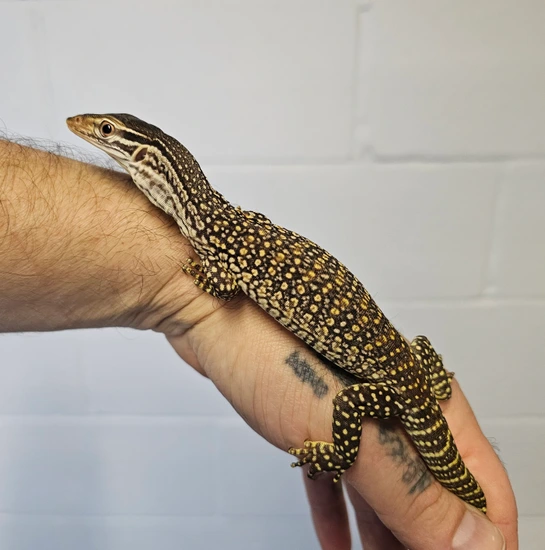 V. Flavirufus (Australian Sand Monitor) Animal ID: MM-2 Other Monitor ...