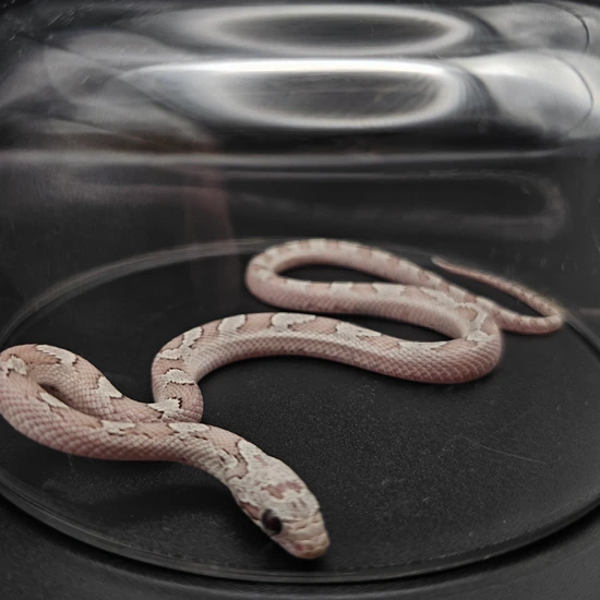Ghost Granite Pos Het Piedsided/Bloodred Corn Snake by Morph Kings