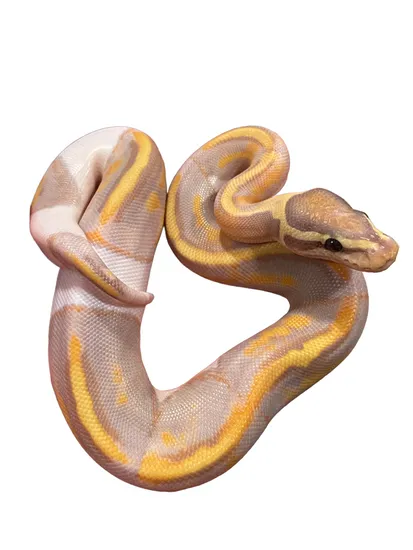Banana Ghi Fire Pied Ball Python by Morph Depot