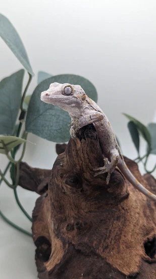2023 Baby Orange Blotch Garg Gargoyle Gecko by morpheDKreatures