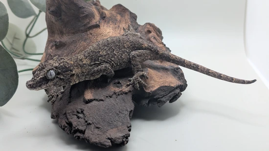 2024 Orange Blotch Juvenile Garg Gargoyle Gecko by morpheDKreatures
