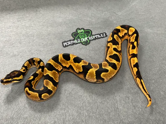 Orange Dream Sugar Yellowbelly 100% Het Pied Ball Python by Morphed Out ...