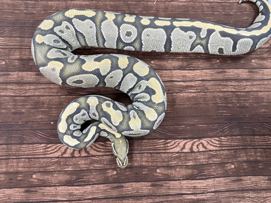 Hypo Het Ultramel Ball Python by Morphed Out Reptilez