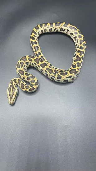 Pure Dwarf Burm Burmese Python by MorphEvolution
