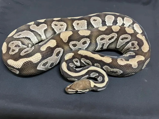Mystic Het Clown Ball Python by MorphEvolution