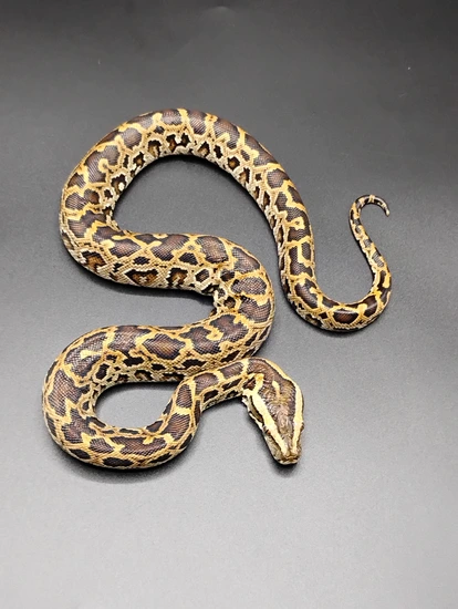 Dwarf Burmese Burmese Python by MorphEvolution