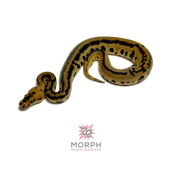 Red Stripe Batman Ball Python by Morph Explosion