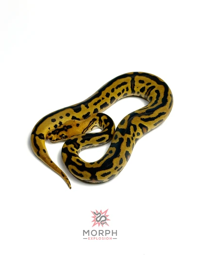 Yellow Belly Batman Ball Python by Morph Explosion