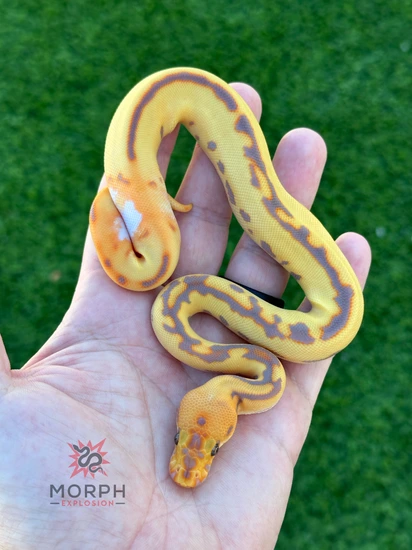 Yellow Belly Orange Dream Scarecrow Ball Python by Morph Explosion