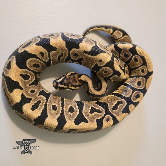 2024 Spotnose Yellow Belly Het Desert Ghost - Female Ball Python by ...