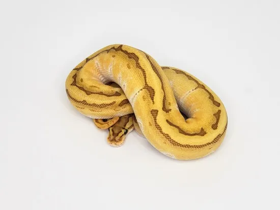 Enchi Kingpin Vanilla Ball Python by Custom Scales