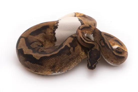 Pied Ball Python by Custom Scales