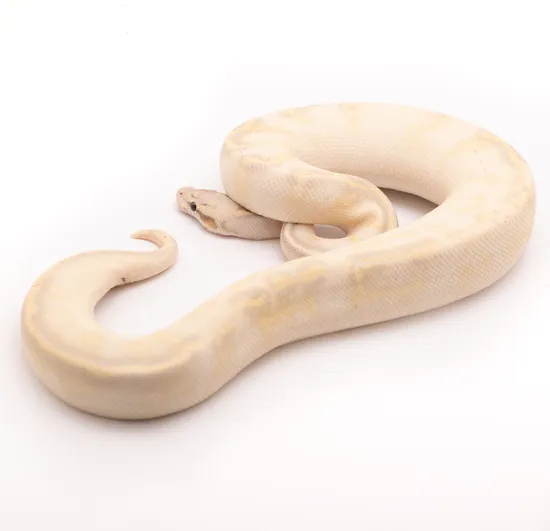 Super Pastel Highway Ball Python by Custom Scales