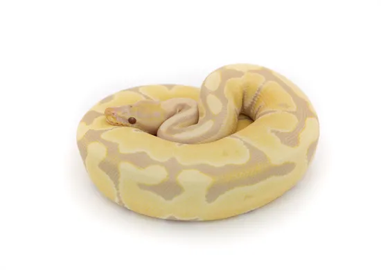 Candino Enchi Ball Python by Custom Scales