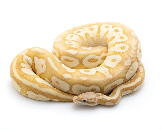 Banana Lesser Ball Python by Custom Scales