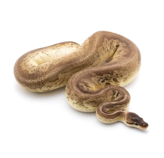 Bongo Pewter Ball Python by Custom Scales