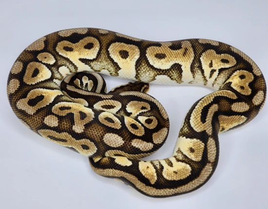 Pewter Enchi Het Clown Possible Yellow Belly Ball Python by Custom Scales
