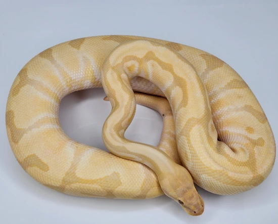 Candino Enchi Ball Python by Custom Scales
