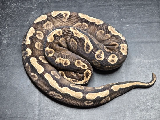 Phantom GHI Ball Python by Custom Scales