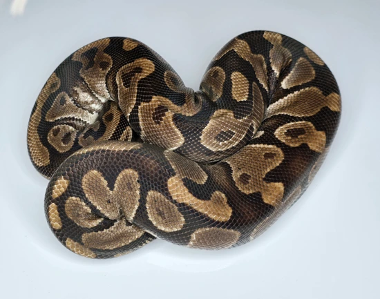 Het Pied Ball Python by Custom Scales
