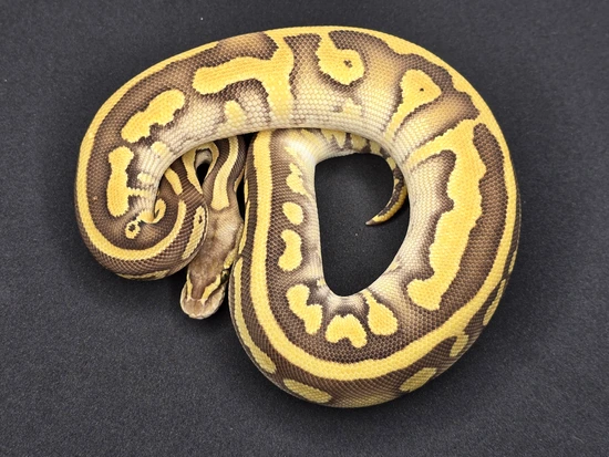 Pastel Lesser Static Vanilla Leopard Ball Python by Custom Scales
