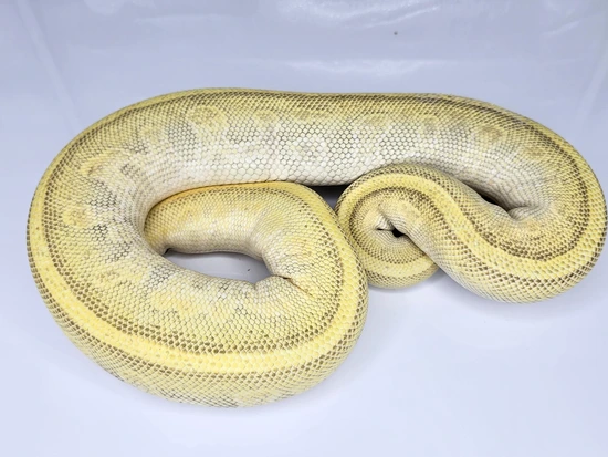 Fire Lesser Enchi Ball Python by Custom Scales