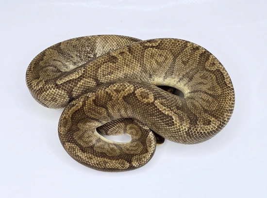 Sunset Ball Python by Custom Scales