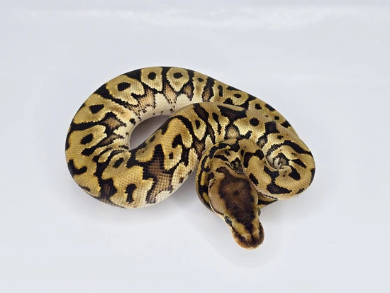 HGW Crypton Ball Python by Custom Scales