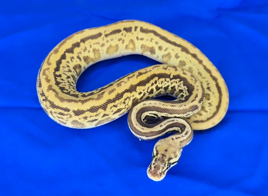 Pastel Spotnose Leopard Lesser Acid Ball Python by Custom Scales