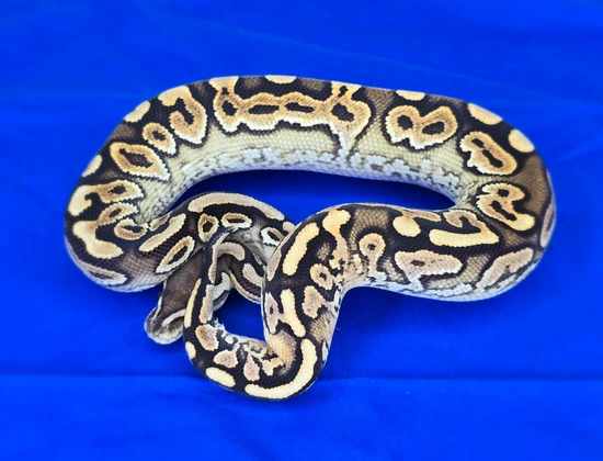 Lace Cinnamon PH Clown Ball Python by Custom Scales