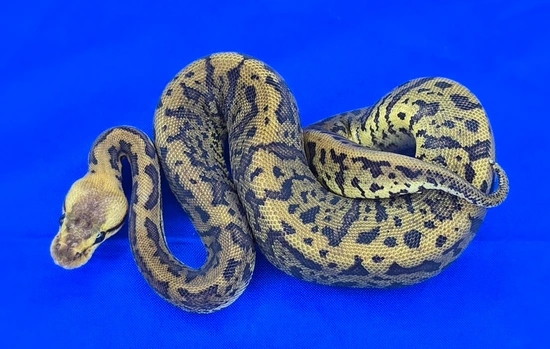 Super Chocolate Pastel Pinstripe Acid Ball Python by Custom Scales