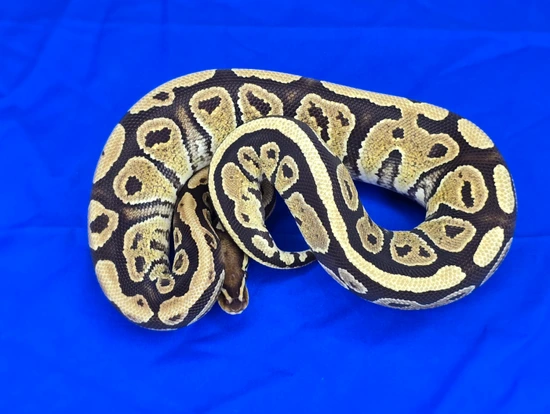 Fire Het Clown Ball Python by Custom Scales