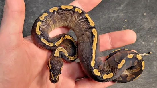 Chocolate Calico Ghi Het Dg Ball Python by Sinister Serpents