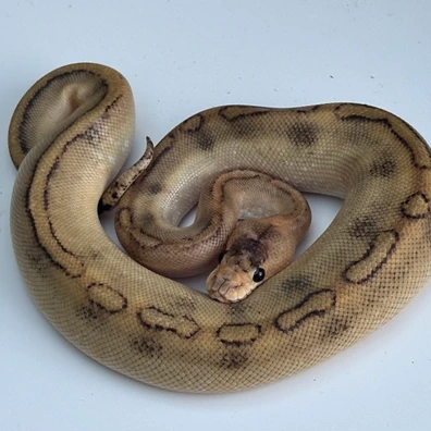 Champagne DH Hypo Clown - ReptiPlace