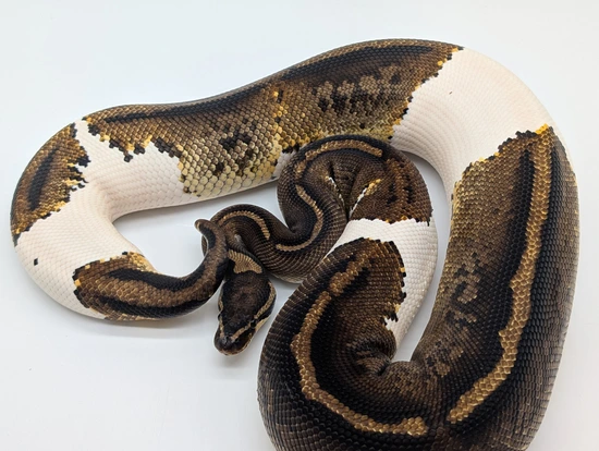 RTB Yellowbelly Pied 2200 Grams Ball Python by Morph Magic Ball Pythons