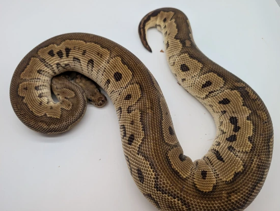 Red Axanthic Clown RTB Ball Python by Morph Magic Ball Pythons