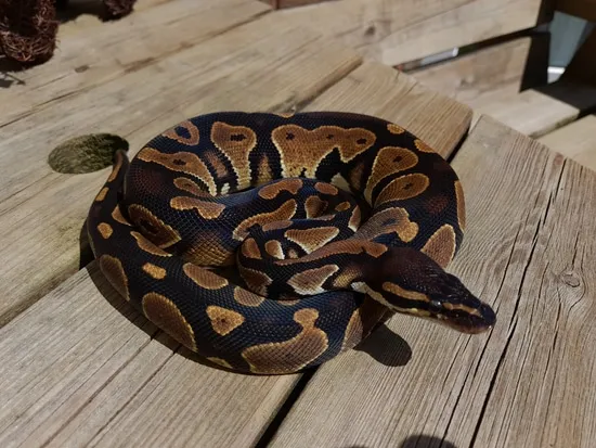 Blackhead Red And Ringer Gene Ball Python by Morphman
